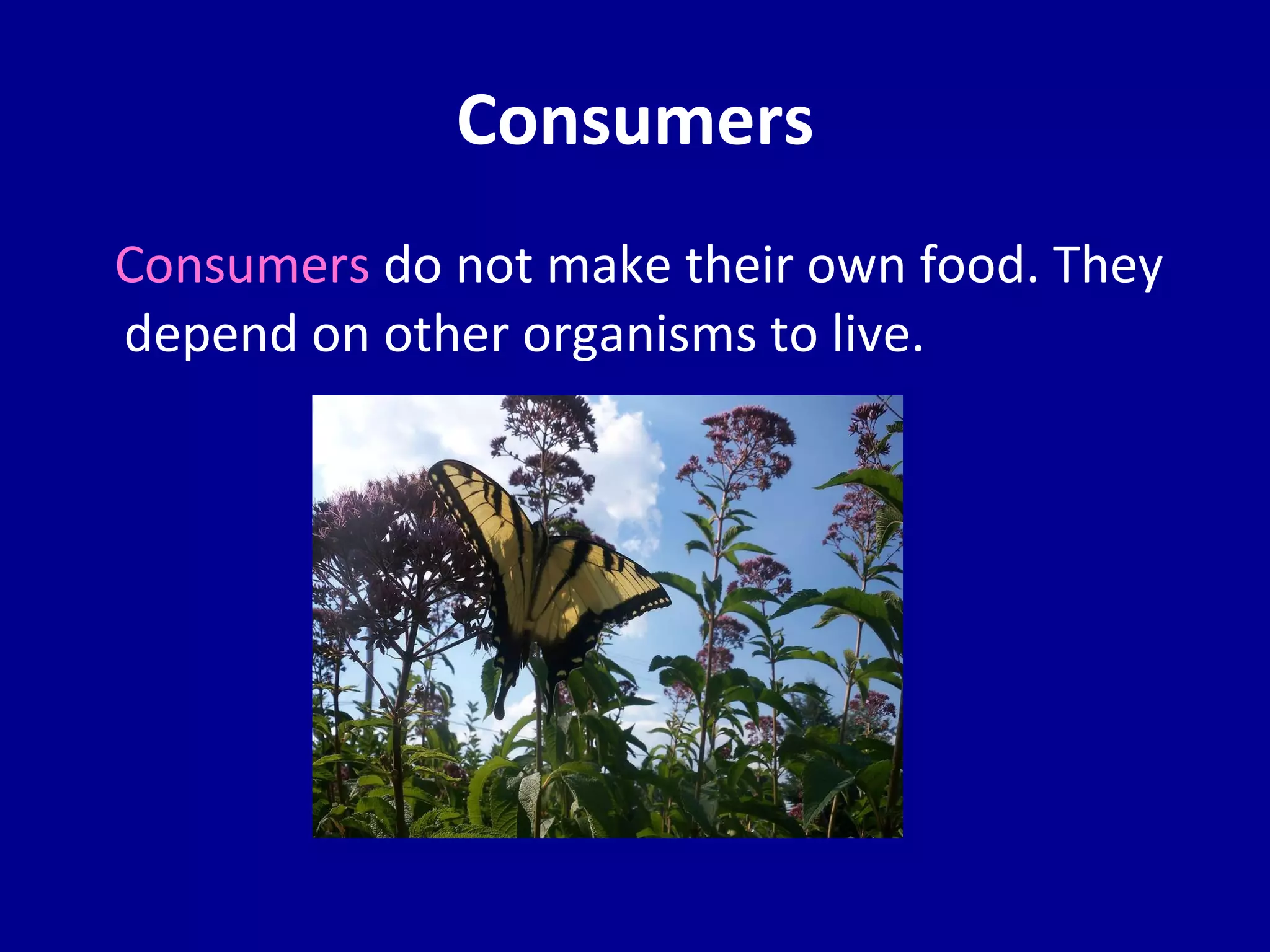 Introduction to Food Chains | PPT