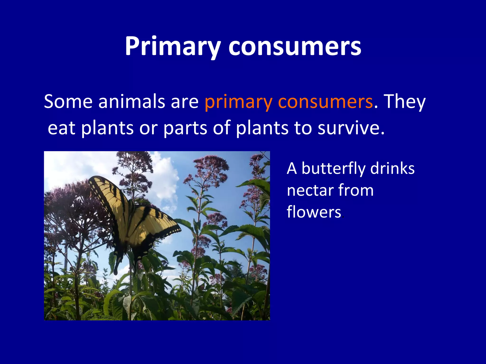 Introduction to Food Chains | PPT