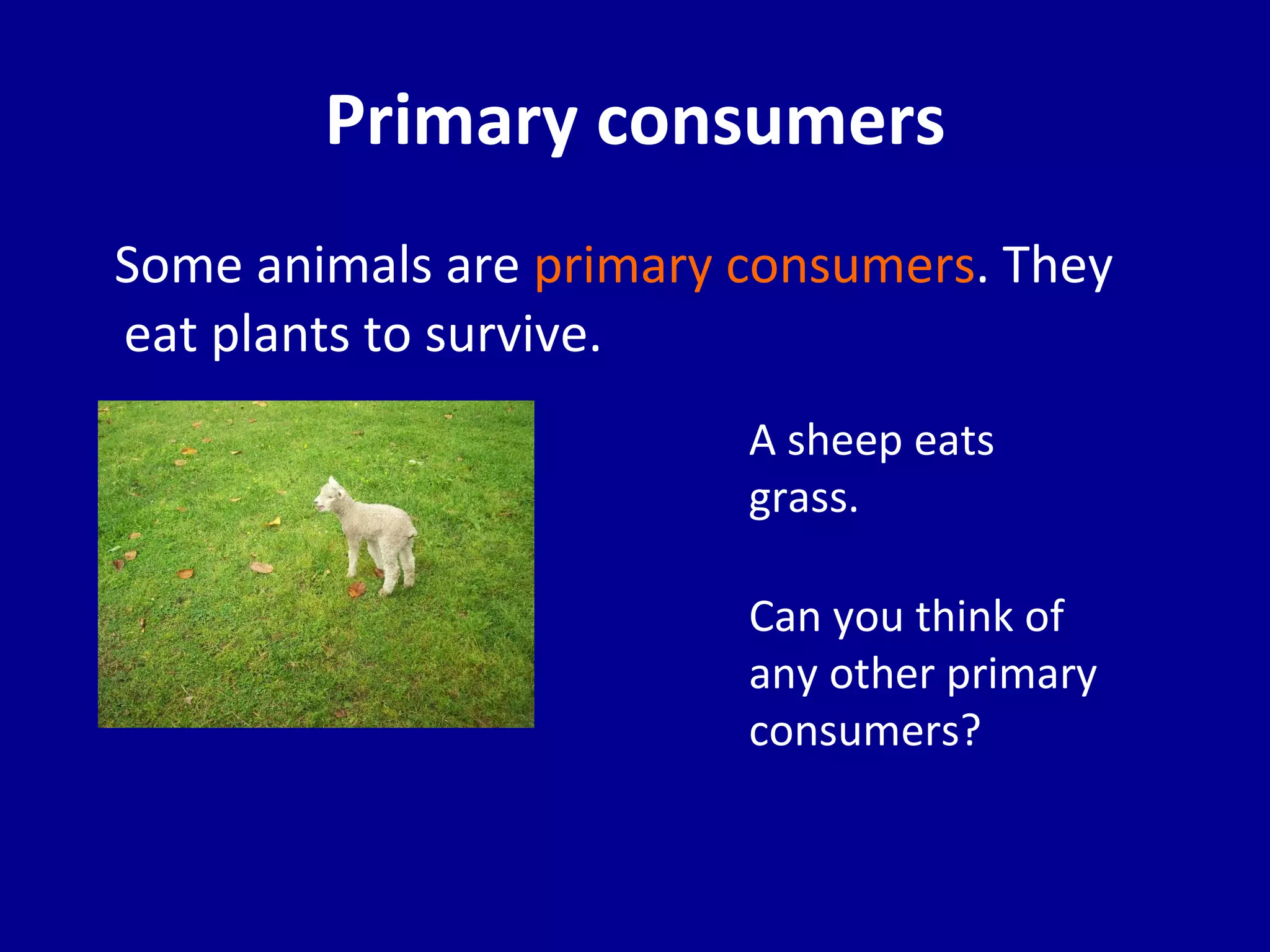 Introduction to Food Chains | PPT