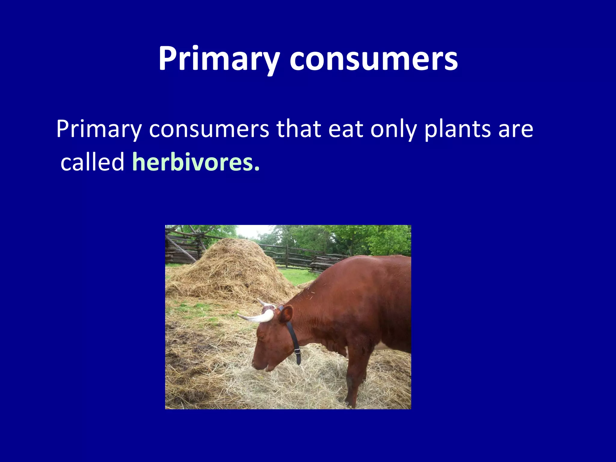 Introduction to Food Chains | PPT