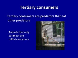 Introduction to Food Chains | PPT