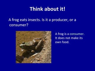 Introduction to Food Chains | PPT