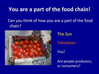 Introduction to Food Chains | PPT