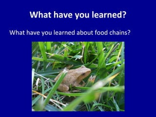 Introduction to Food Chains | PPT