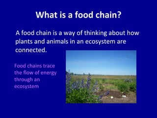 Introduction to Food Chains | PPT