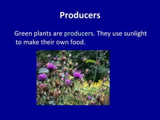 Introduction to Food Chains | PPT