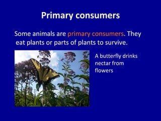 Introduction to Food Chains | PPT