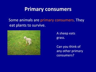Introduction to Food Chains | PPT