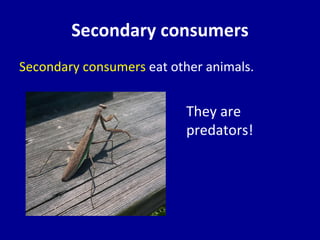 Introduction to Food Chains | PPT