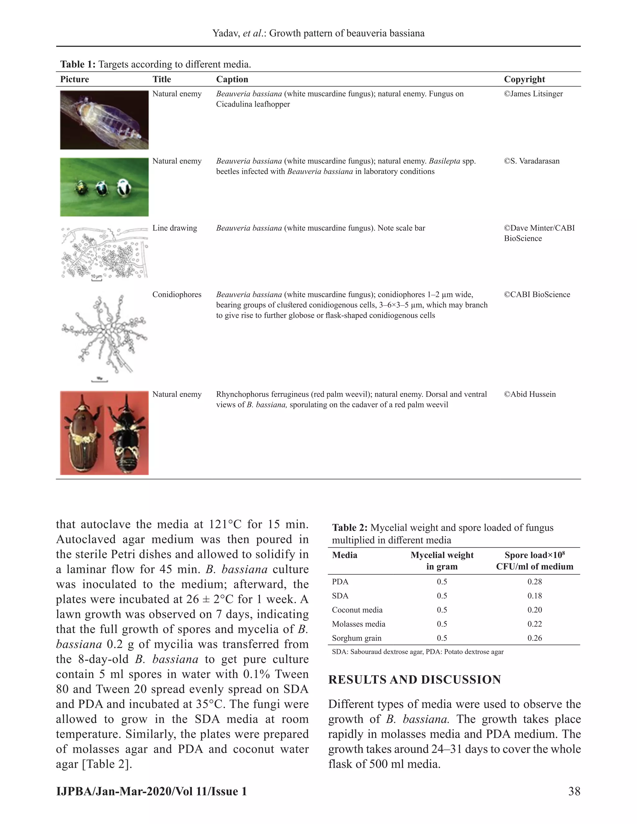 Growth Pattern of Beauveria bassiana in Different Eco-friendly Media | PDF