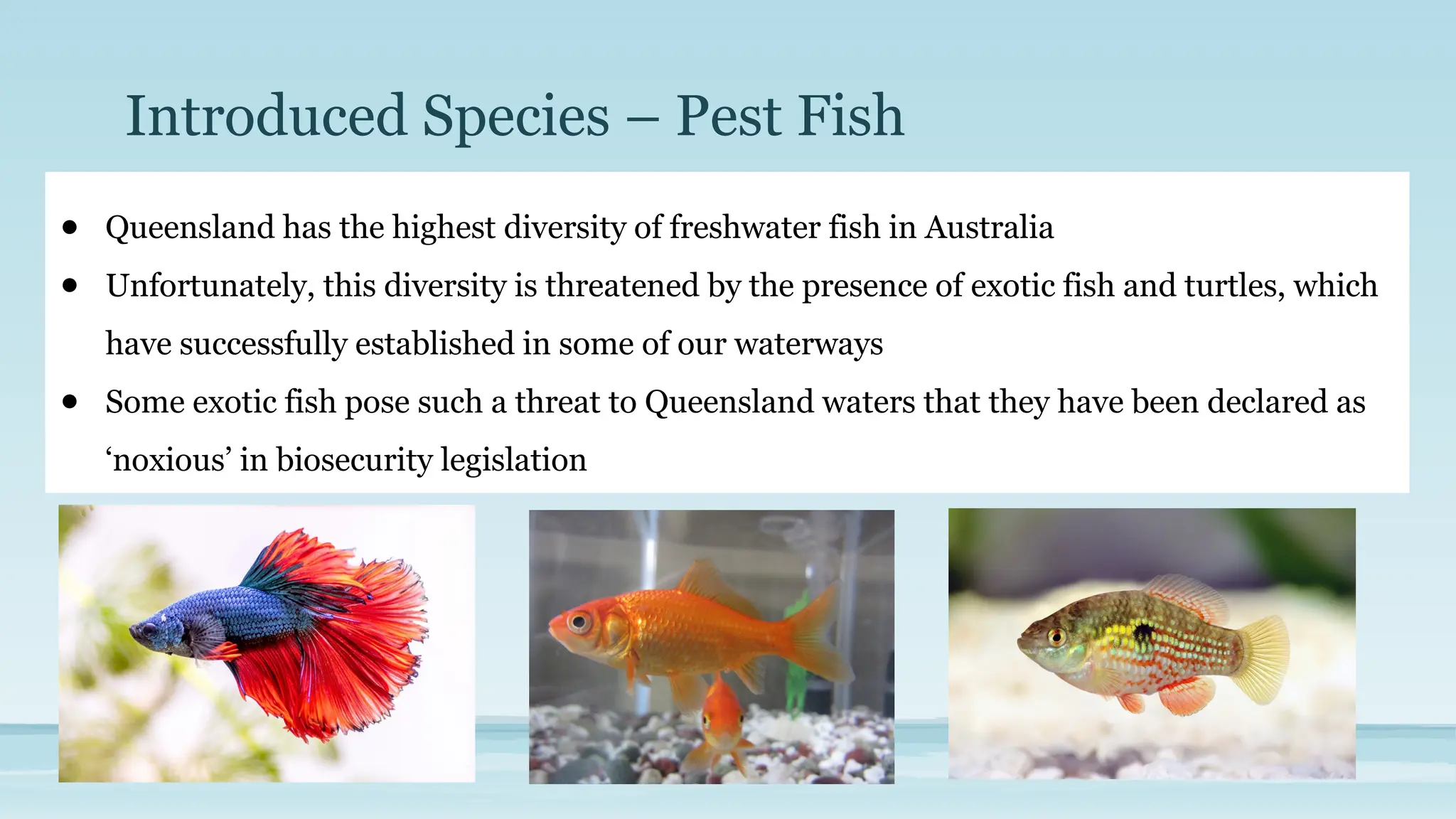 Introduced Species in aquatic ecosystems | PPTX