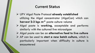 Juan Algae Paste | PDF