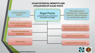 Juan Algae Paste | PDF