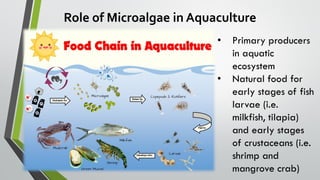 Juan Algae Paste | PDF