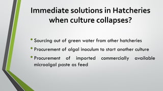 Juan Algae Paste | PDF