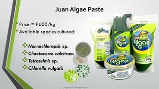 Juan Algae Paste | PDF
