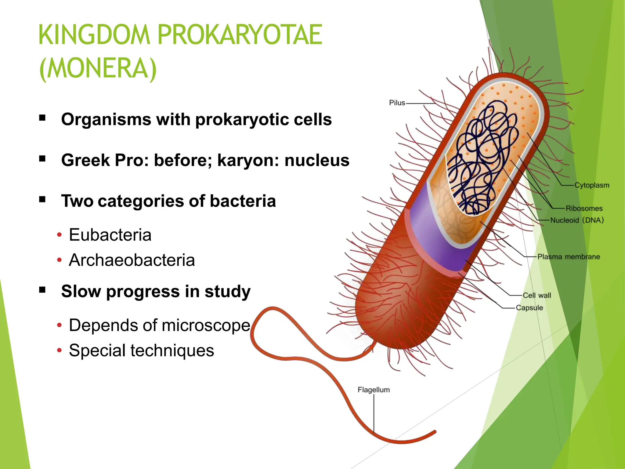 06_Kingdom_Prokaryotae769[1].pptx