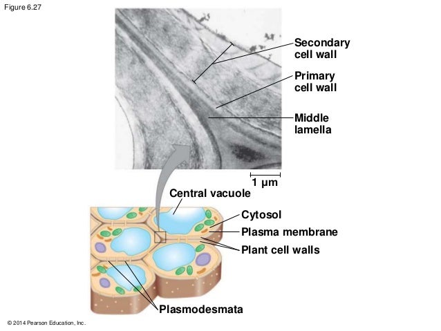 06 Lecture BIOL 1010-30 Gillette College