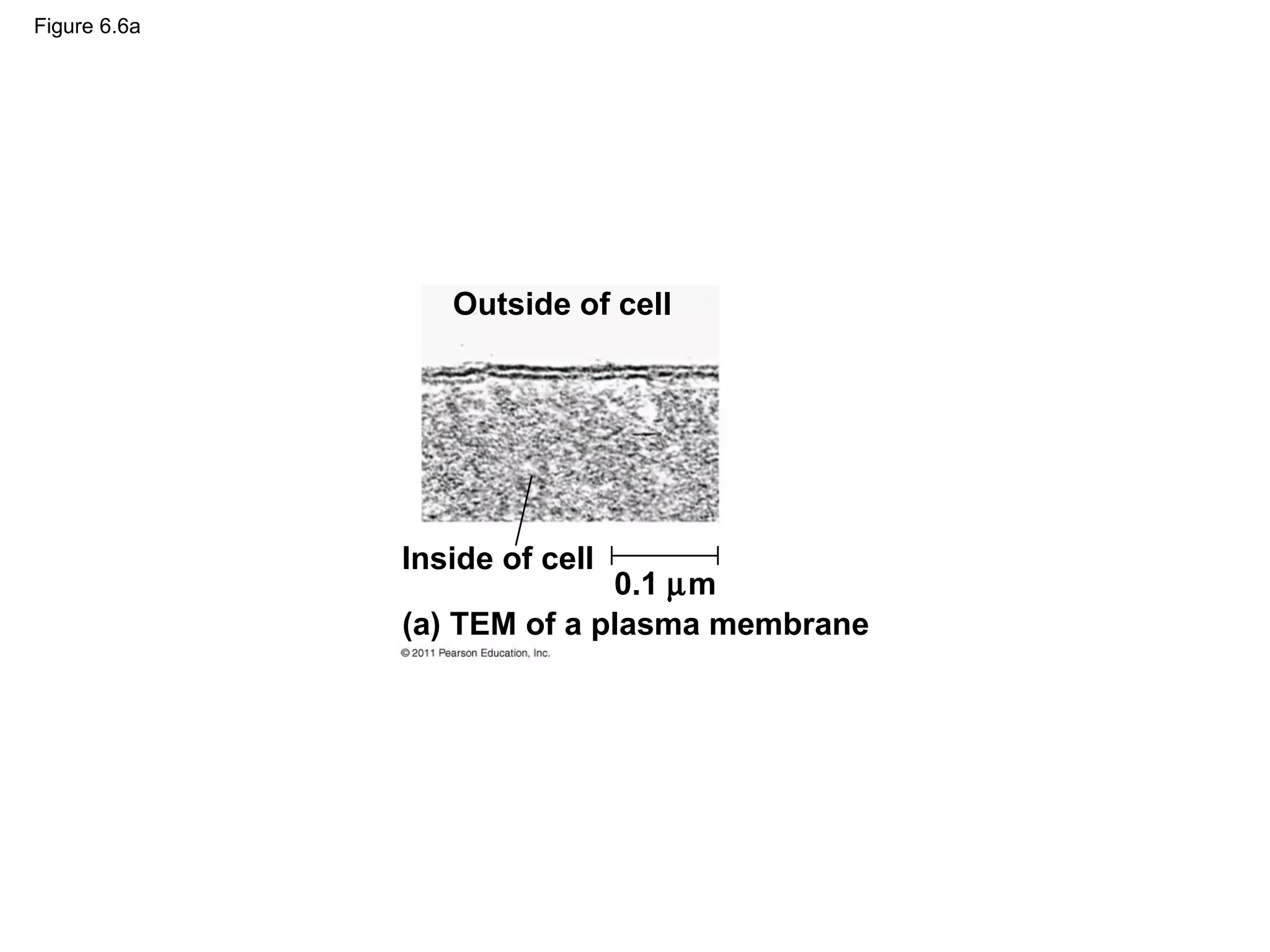 Ch 6: A Tour of the Cell | PPT