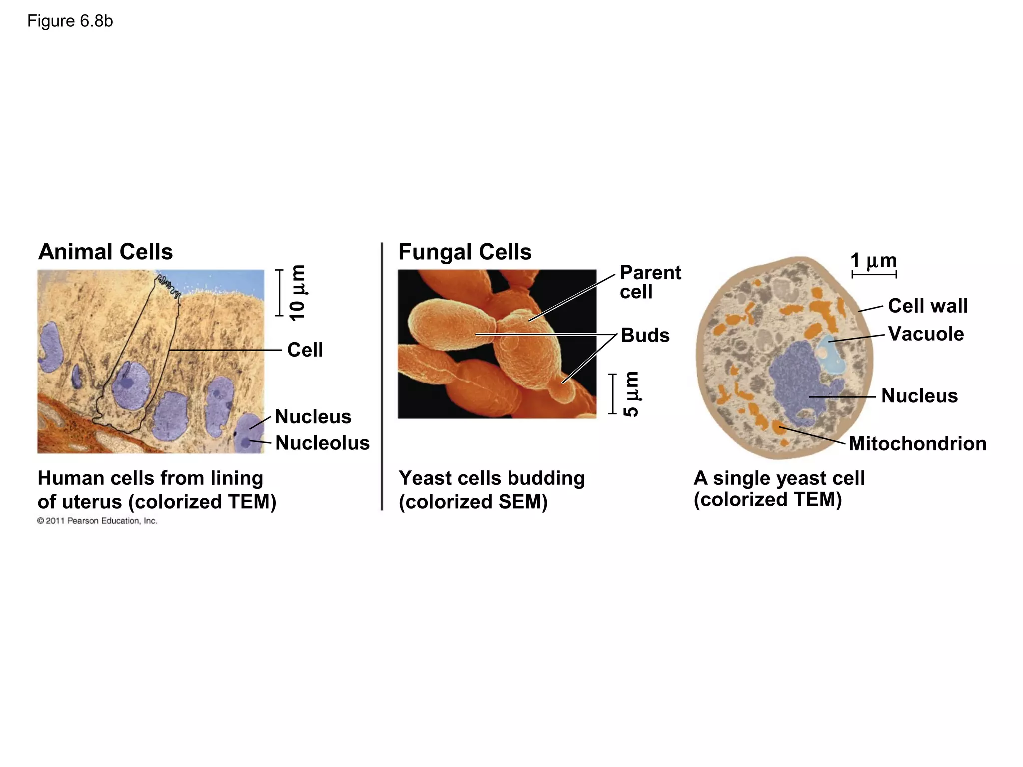 Ch 6: A Tour of the Cell | PPT | Biological Sciences | Science