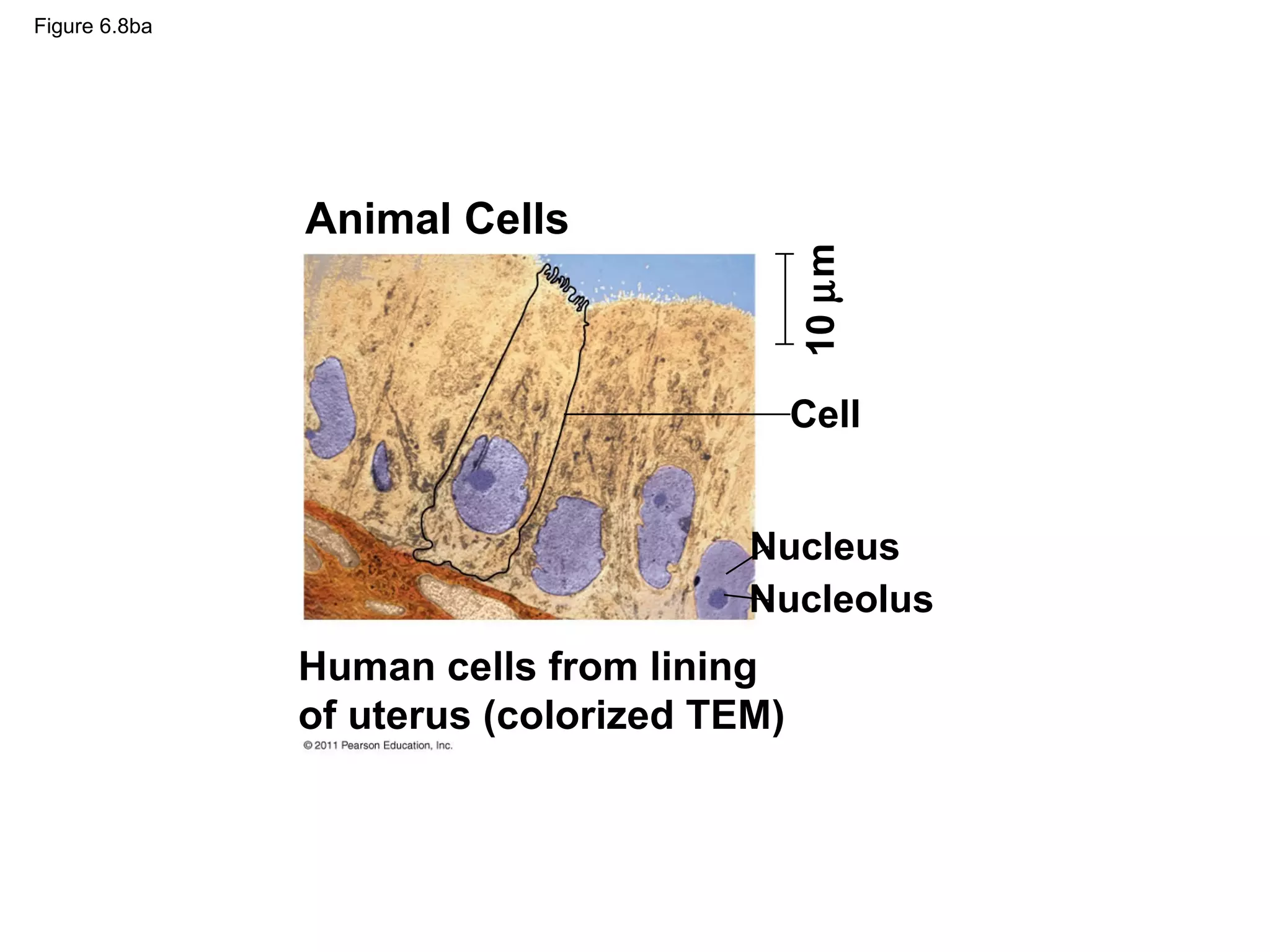 Ch 6: A Tour of the Cell | PPT