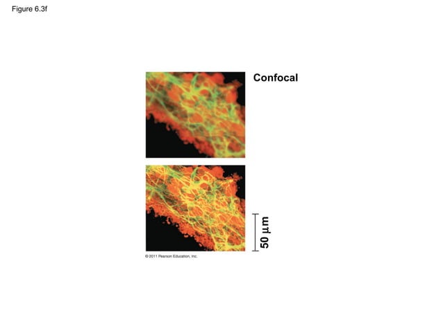 Ch 6: A Tour of the Cell | PPT | Biological Sciences | Science