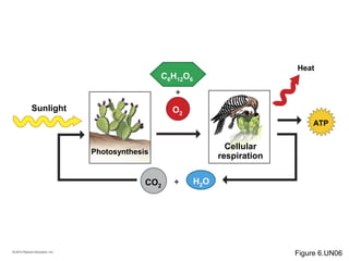 Cellular Respiration And Photosynthesis Chemical Cycling