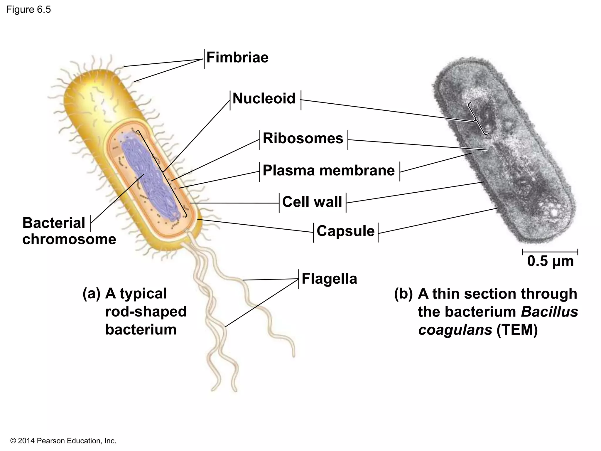 AP Biology-Ch.6 A Tour of the Cell | PPTX