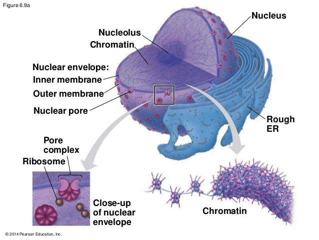 AP Biology-Ch.6 A Tour of the Cell