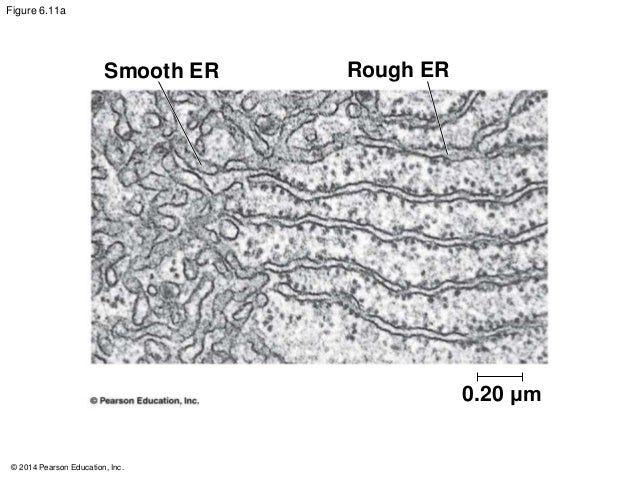 AP Biology-Ch.6 A Tour of the Cell