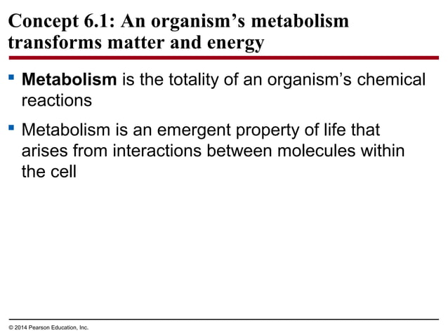 Biology in Focus - Chapter 6 | PPT
