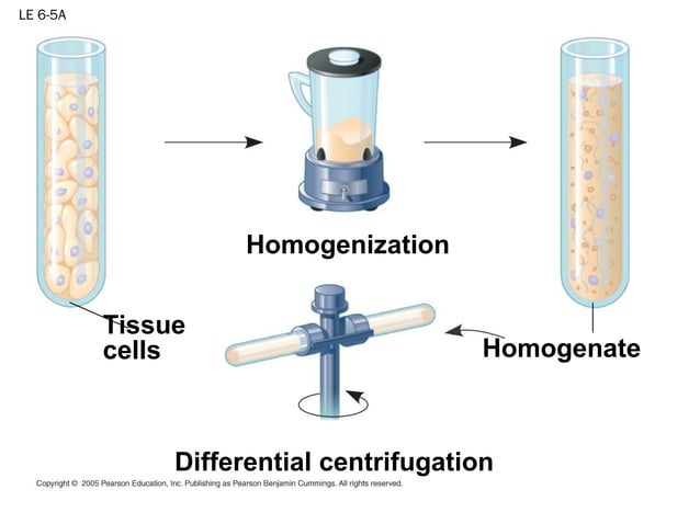 CELL FRACTIONATION | PPT | Biological Sciences | Science