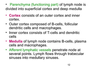 06 lymphatic system | PPT