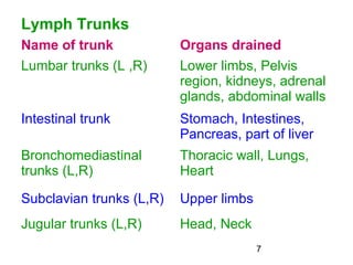 06 lymphatic system | PPT