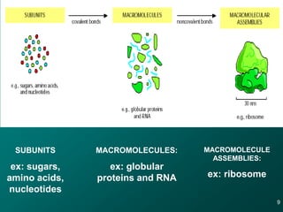 06 macromolecule construction and carbs | PPT
