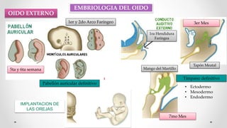Malformaciones Congenitas del Oido | PPTX