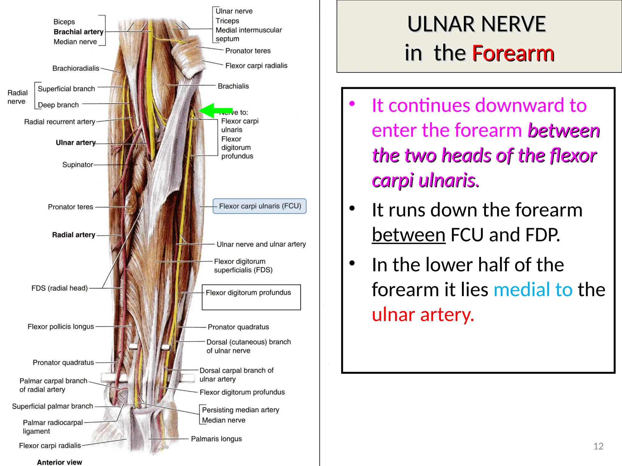 06MEDIAN & ULNAR NERVES injuries and palsy.ppt