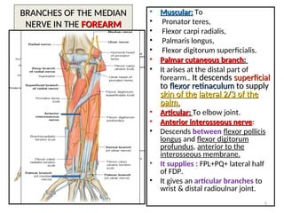 06MEDIAN & ULNAR NERVES injuries and palsy.ppt