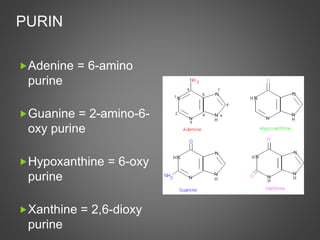 Metabolisme Purin Pirimidin | PPTX
