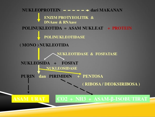 Metabolisme Purin Pirimidin