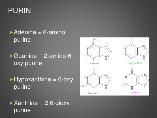 Metabolisme Purin Pirimidin