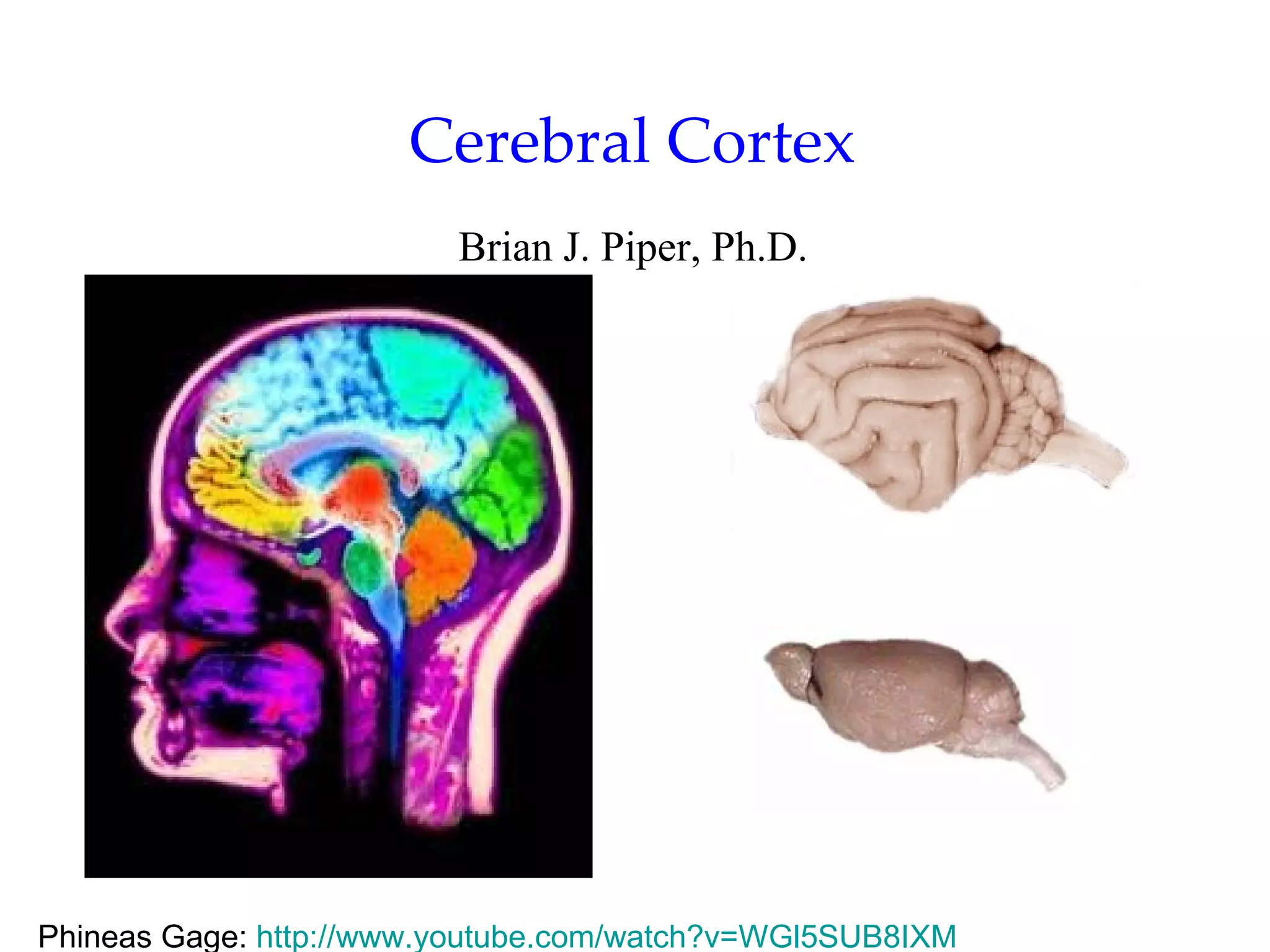 Introductory Psychology: Cerebral Cortex | PPT