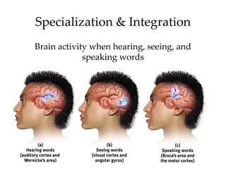 Introductory Psychology: Cerebral Cortex | PPT