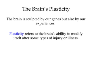 Introductory Psychology: Cerebral Cortex | PPT