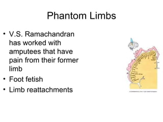 Introductory Psychology: Cerebral Cortex | PPT