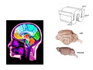 Introductory Psychology: Cerebral Cortex | PPT