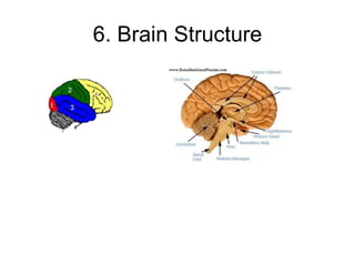 Introductory Psychology: Cerebral Cortex | PPT