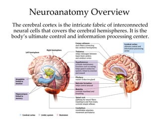 Introductory Psychology: Cerebral Cortex | PPT