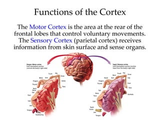 Introductory Psychology: Cerebral Cortex | PPT