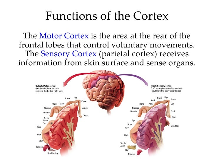 Introductory Psychology: Cerebral Cortex